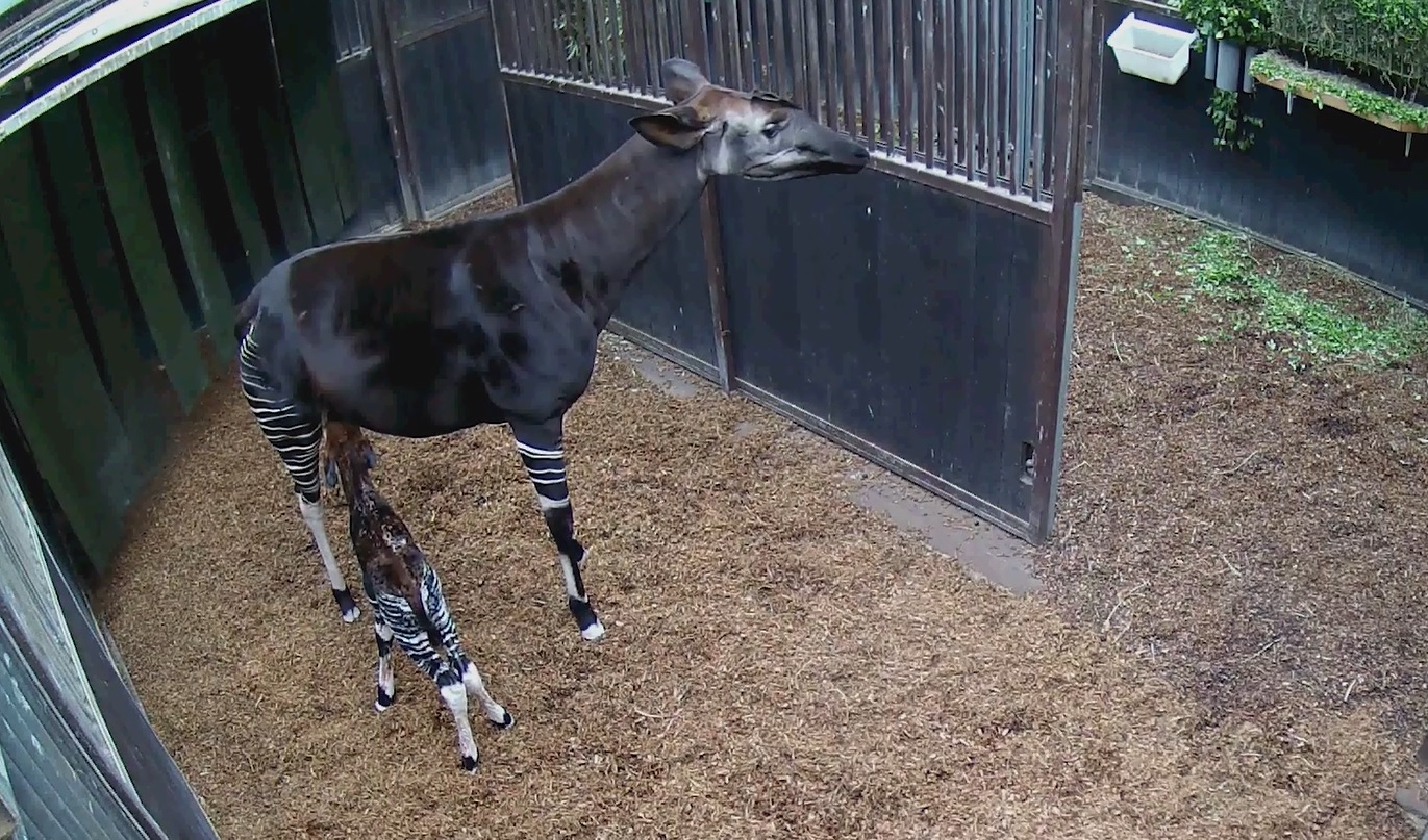 Zeldzame okapi geboren in Diergaarde Blijdorp