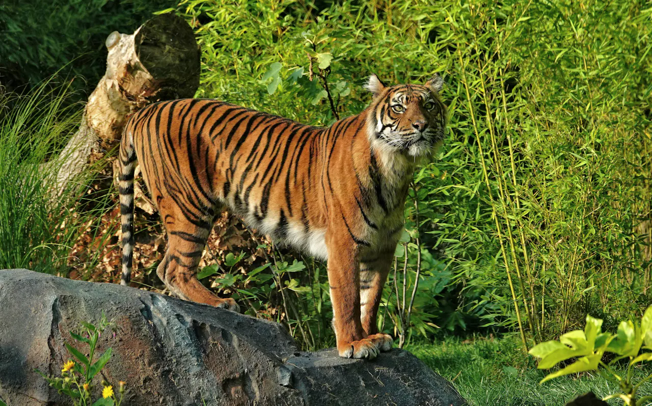 Tiger Nonja dies in Rotterdam Zoo