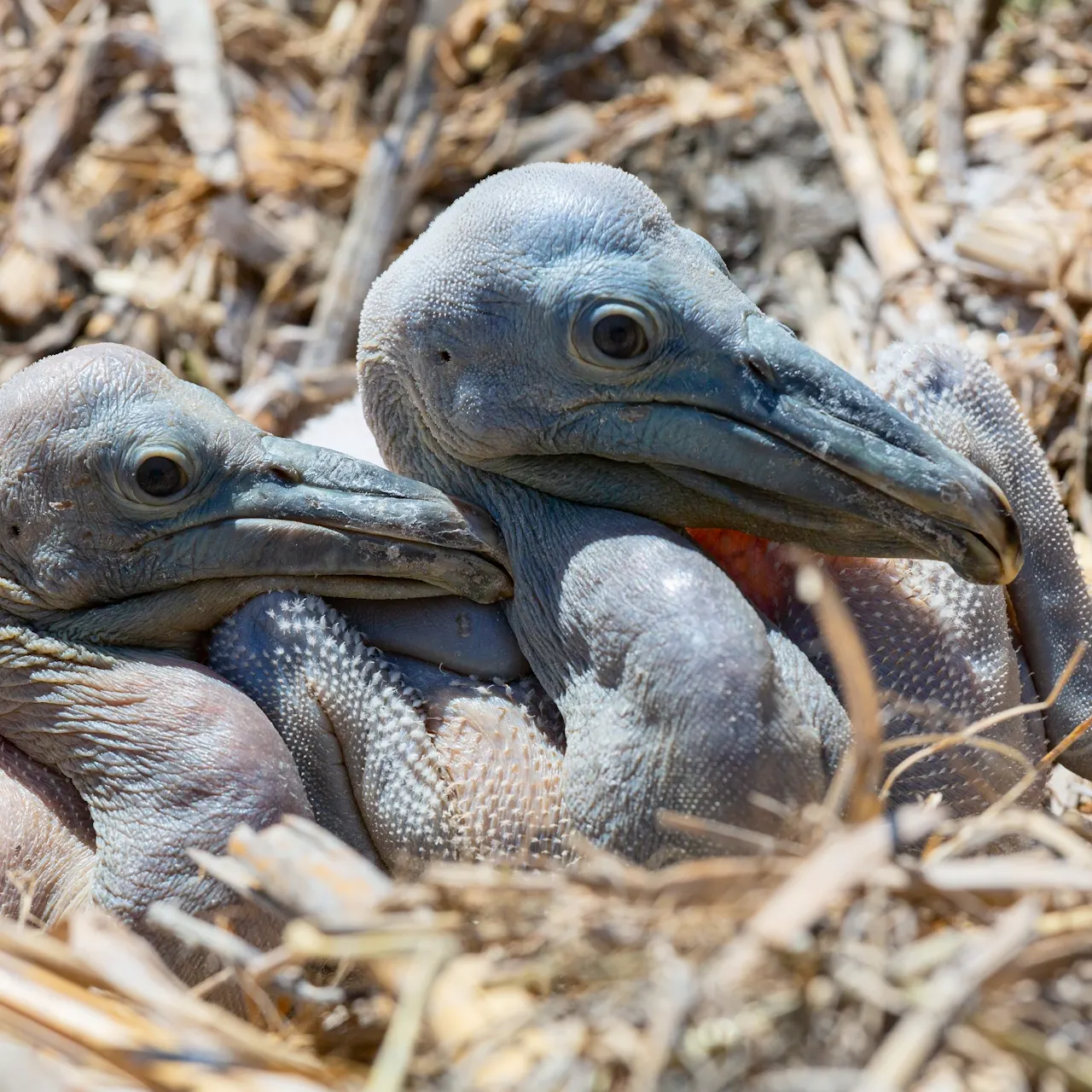 Swim along with the Dalmatian pelicans at Rotterdam Zoo!