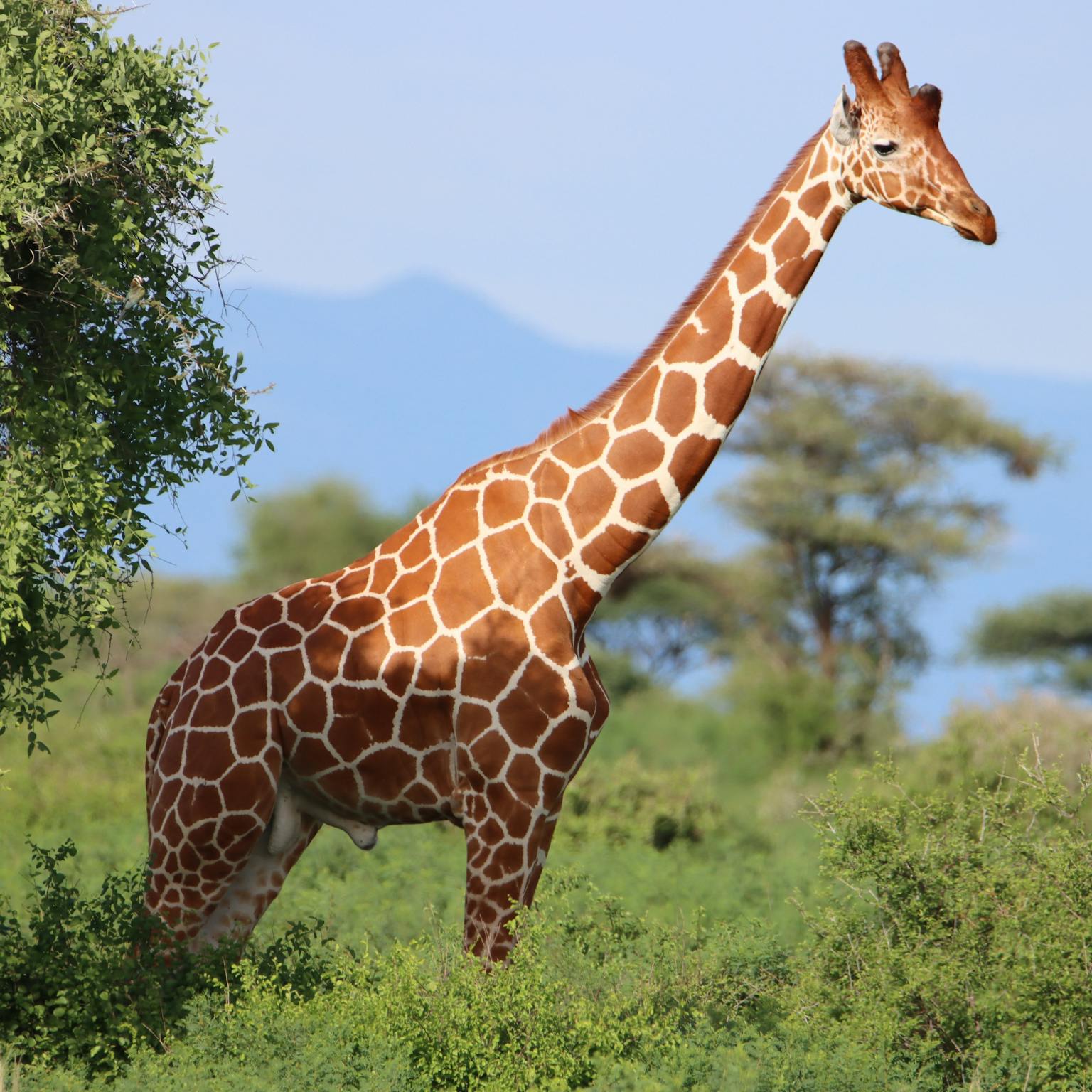 Reach new heights with the reticulated giraffes at Rotterdam Zoo!