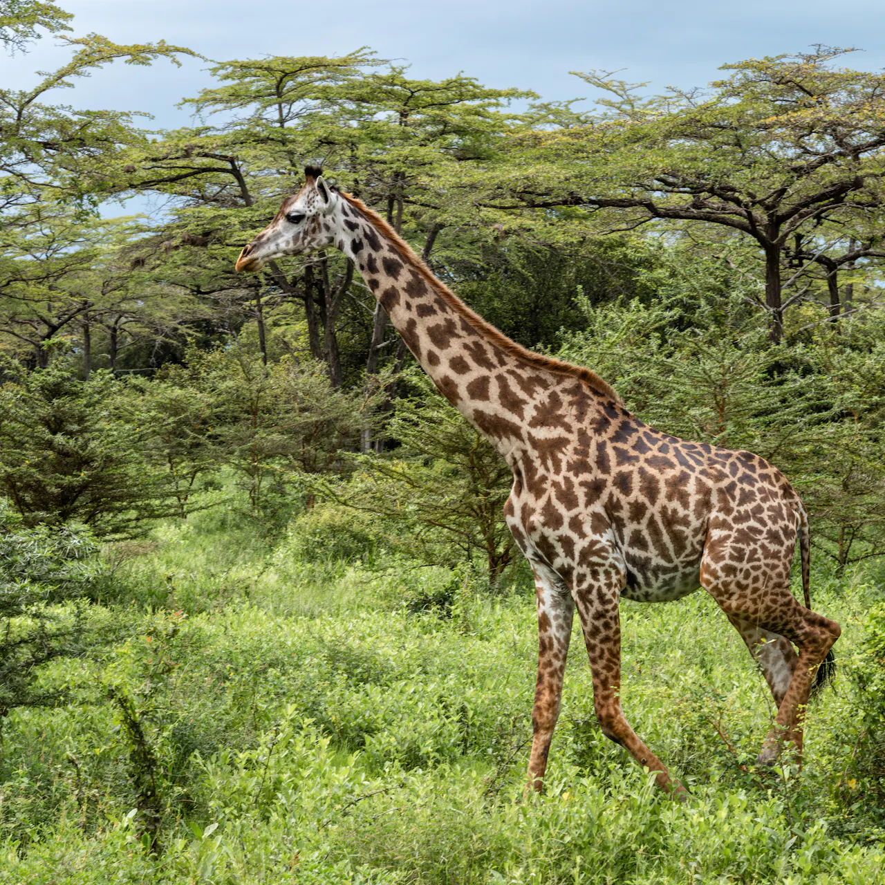 Reach new heights with the reticulated giraffes at Rotterdam Zoo!