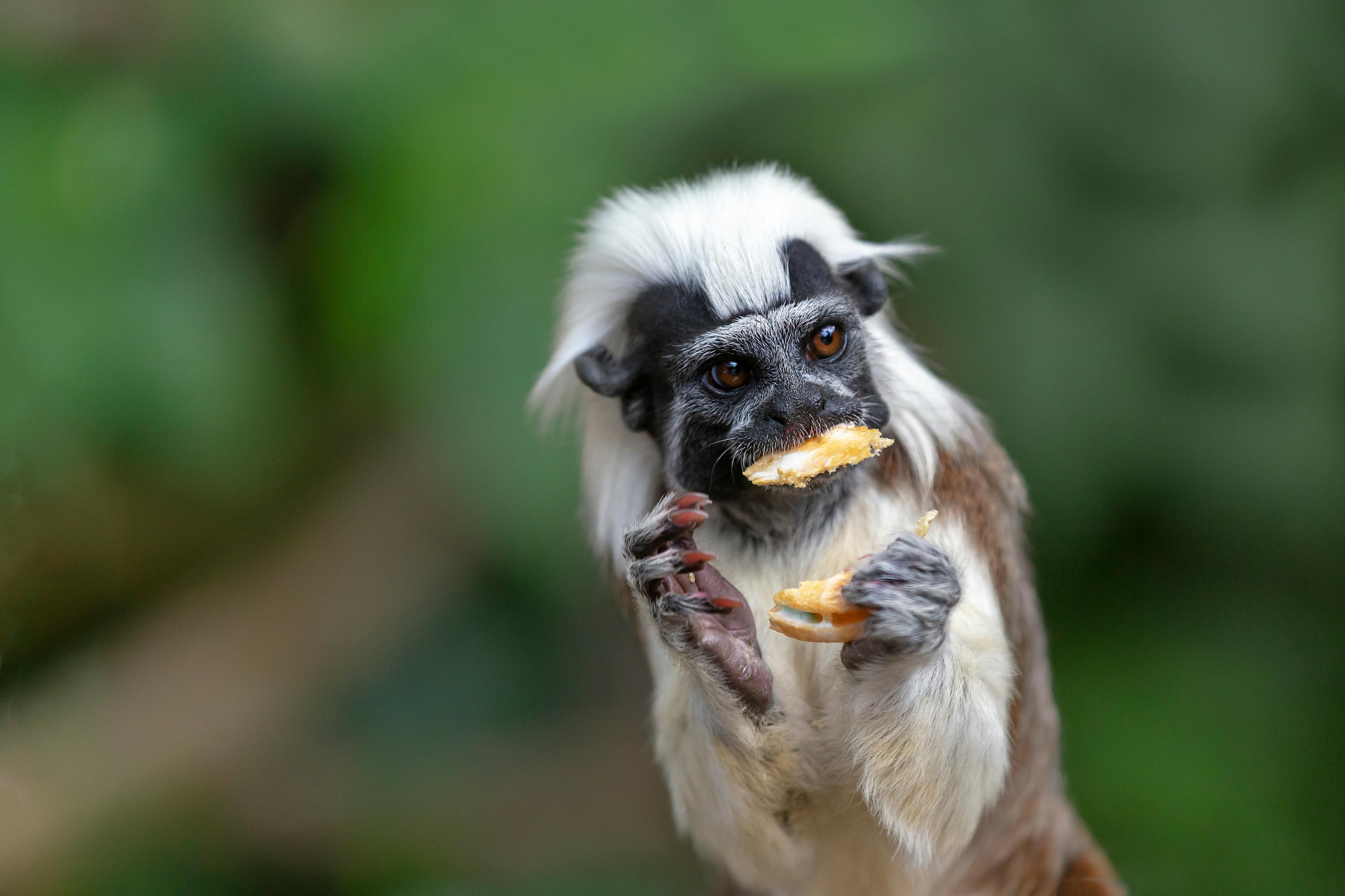 Pinché aapje | Diergaarde Blijdorp