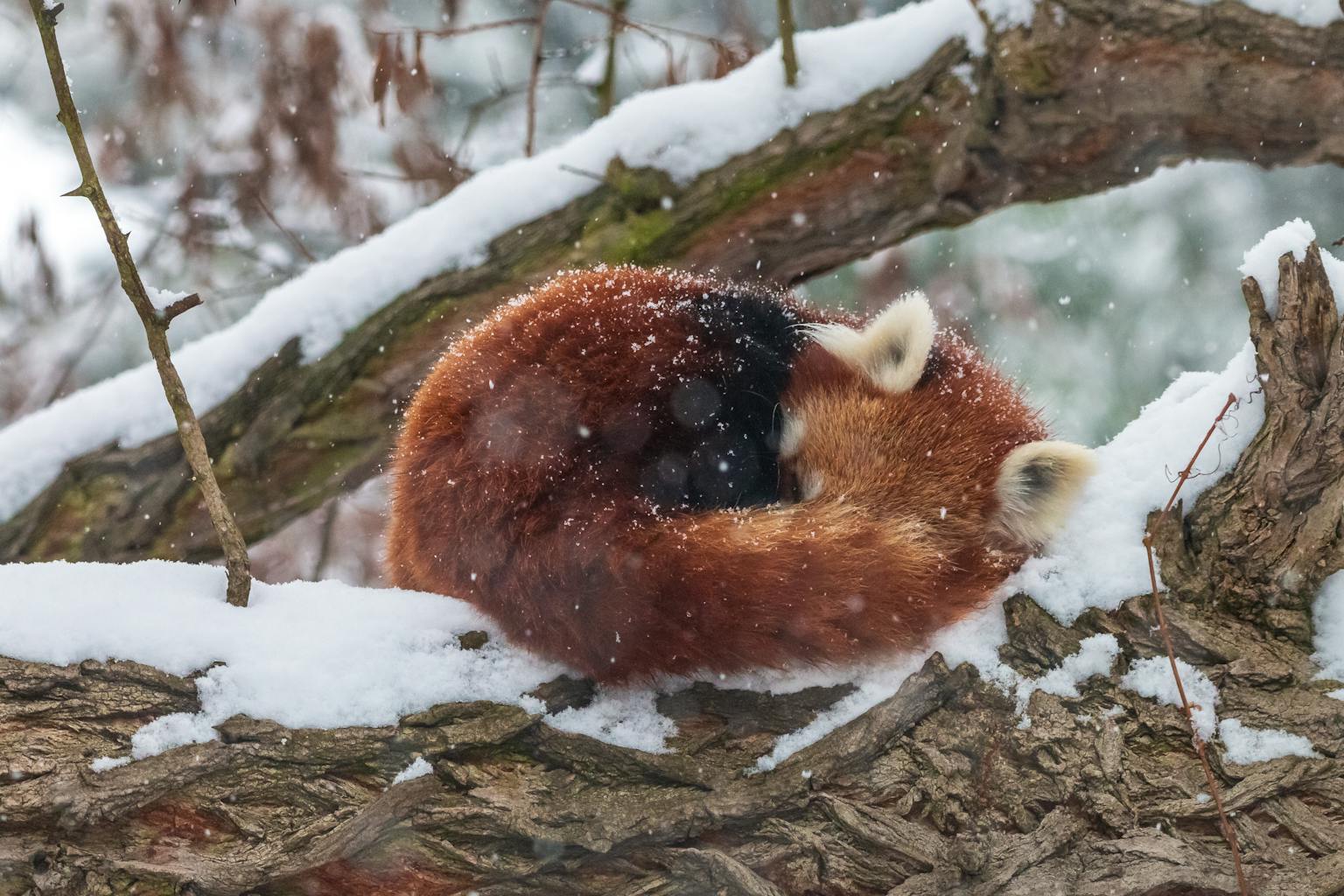 Discover the red pandas at Rotterdam Zoo!