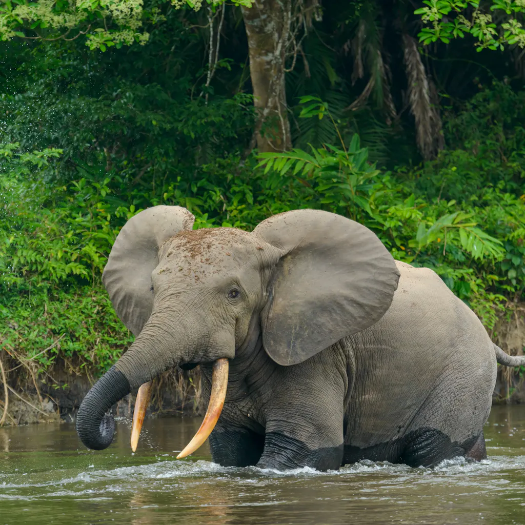Follow the Asian elephants at Rotterdam Zoo!