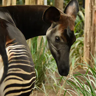 Sta oog in oog met de majestueuze okapi in Diergaarde Blijdorp!