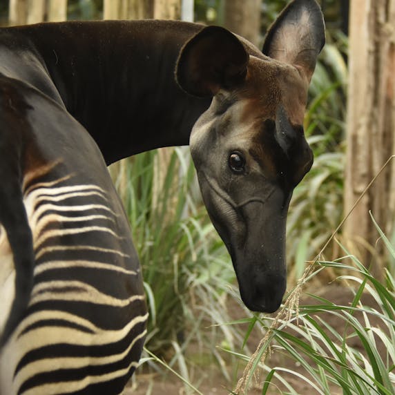 Discover the elusive okapi at Rotterdam Zoo!