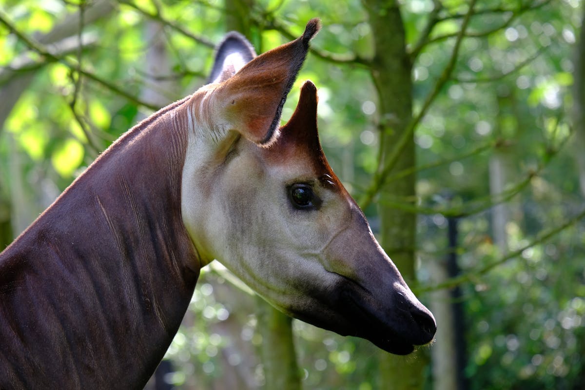 Discover the elusive okapi at Rotterdam Zoo!