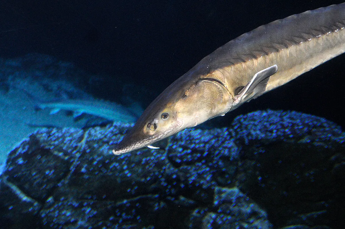 Swim along the European sturgeon at Rotterdam Zoo!