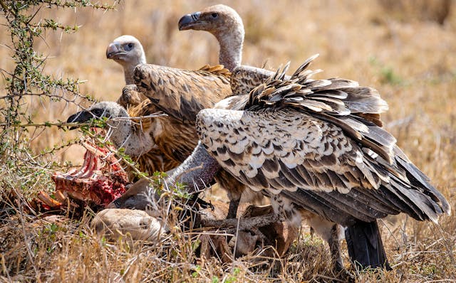 Rüppells vulture | Rotterdam Zoo