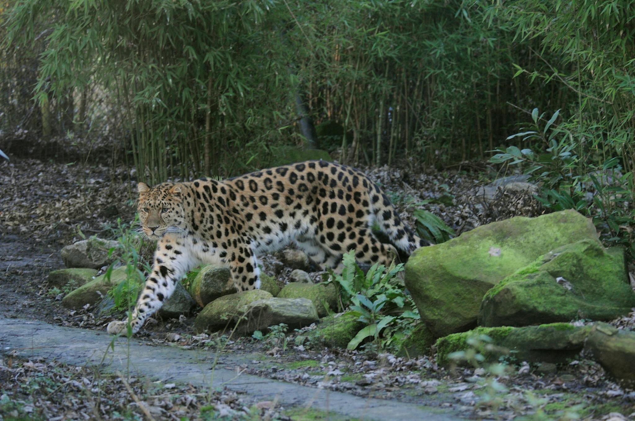 Amoerpanter | Diergaarde Blijdorp