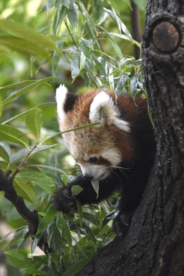 Discover the red pandas at Rotterdam Zoo!