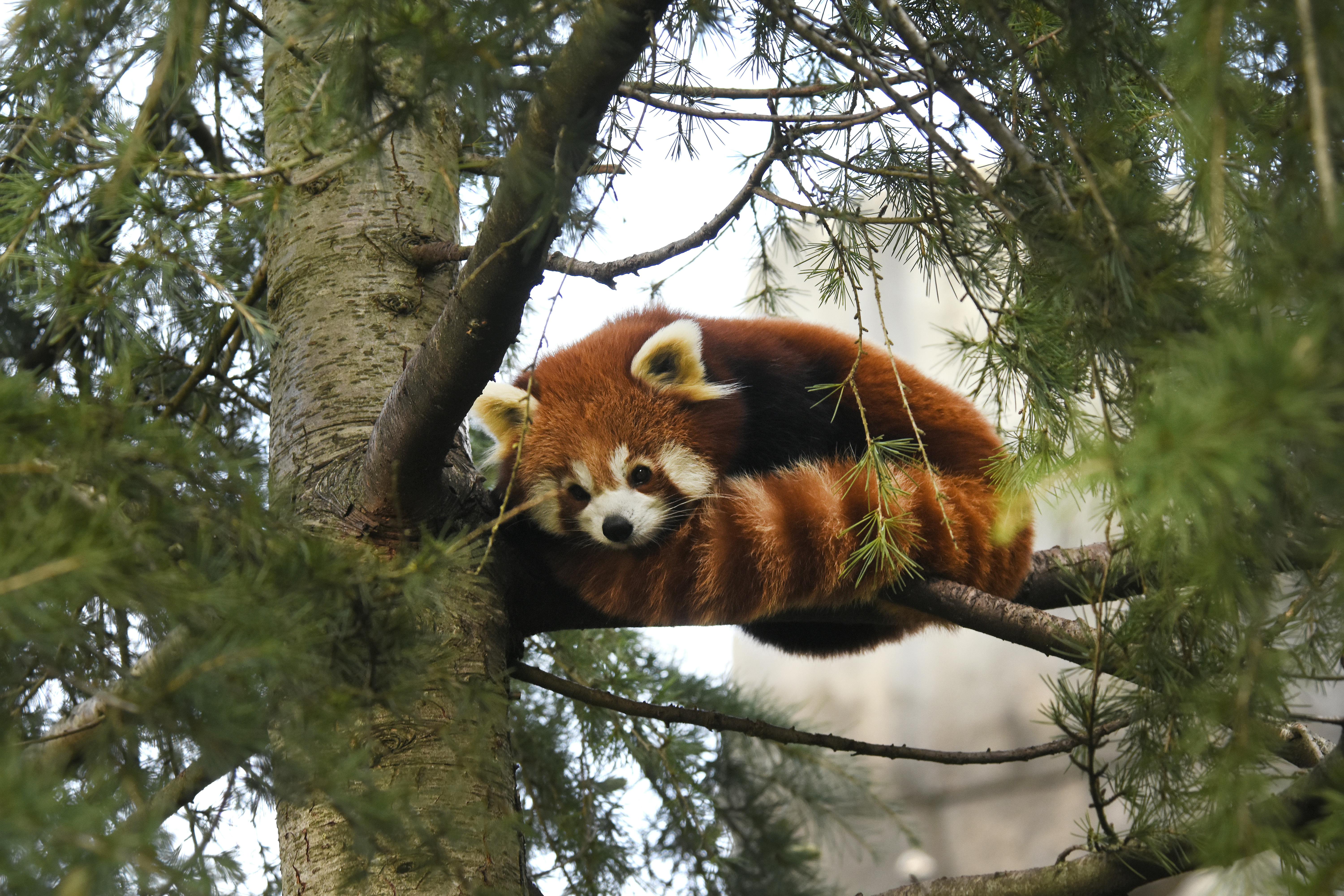Discover the red pandas at Rotterdam Zoo!