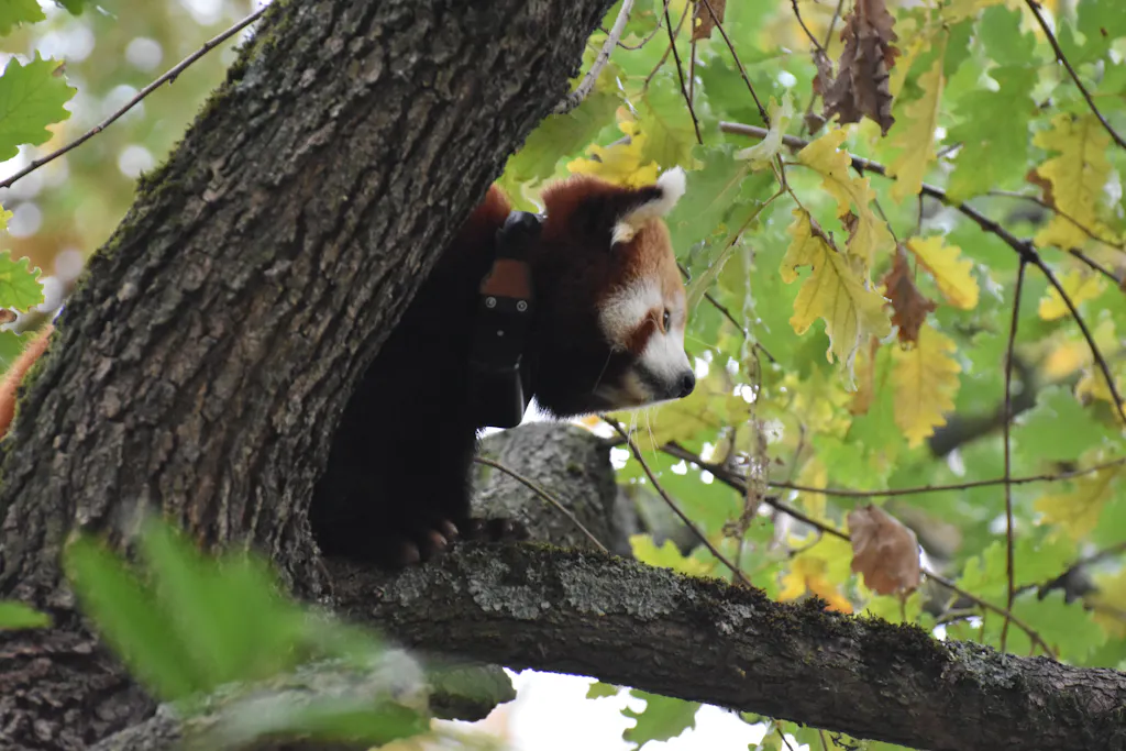 Discover the red pandas at Rotterdam Zoo!
