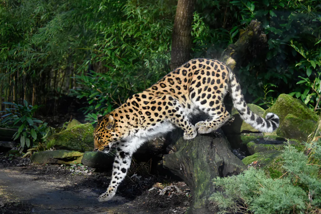 Marvel at the rare Amur leopard at Rotterdam Zoo!