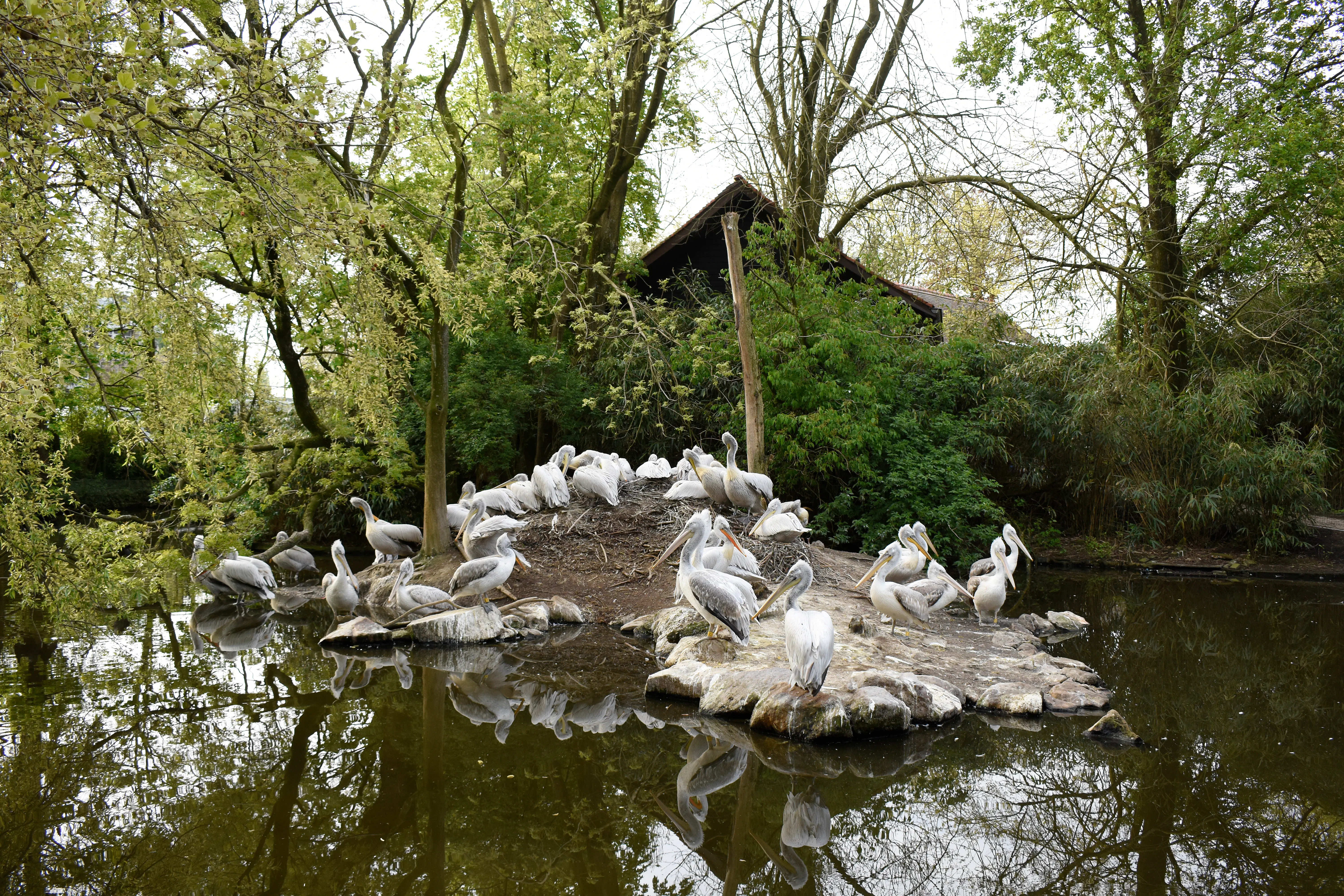 Swim along with the Dalmatian pelicans at Rotterdam Zoo!
