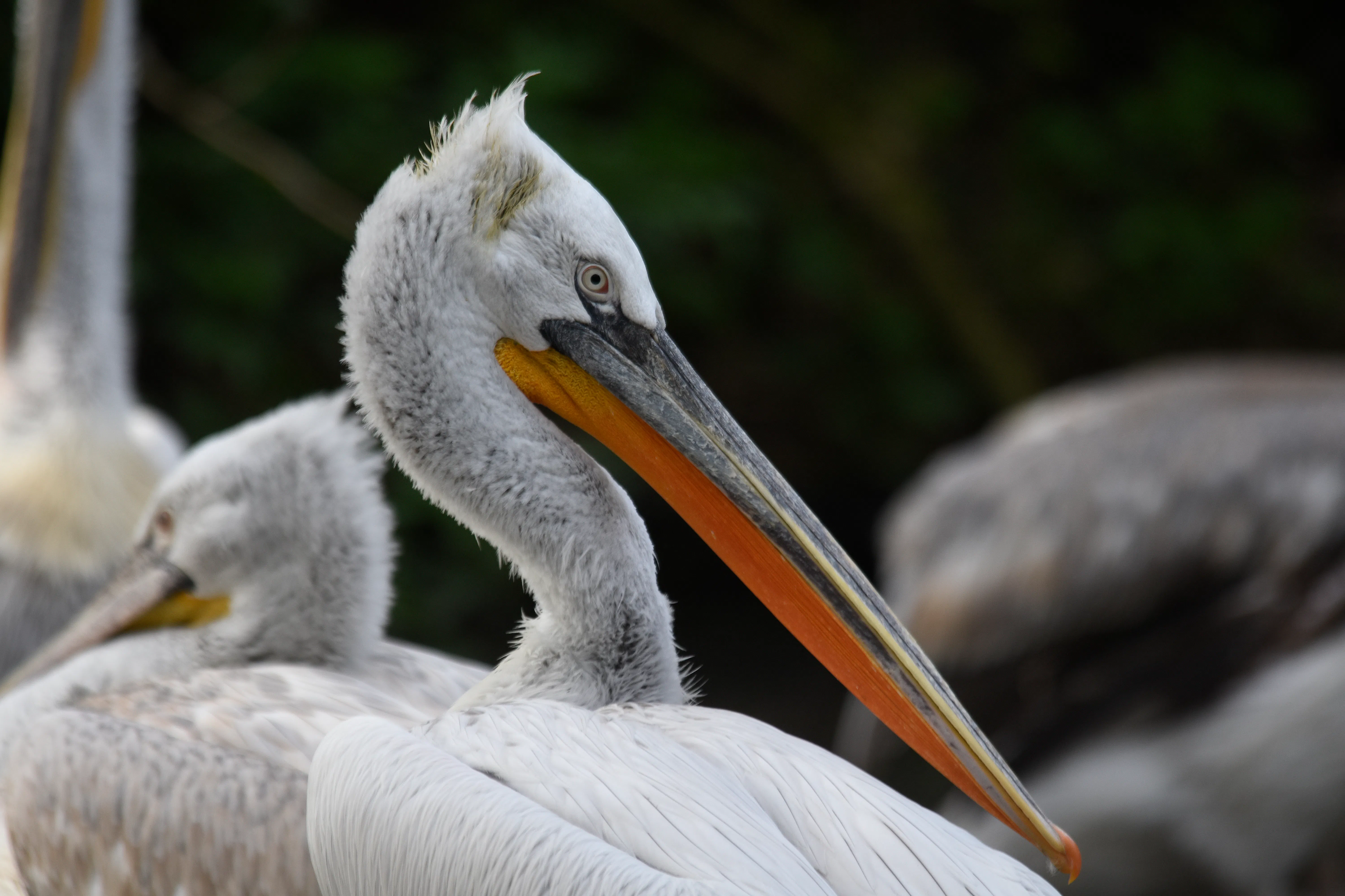 Swim along with the Dalmatian pelicans at Rotterdam Zoo!
