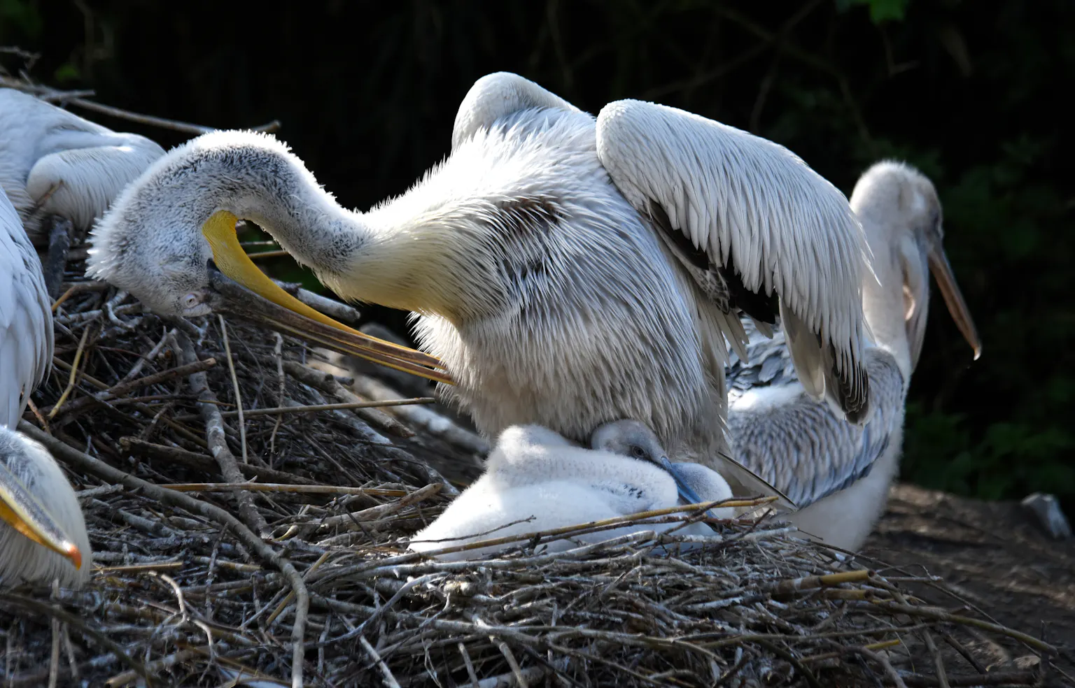 Swim along with the Dalmatian pelicans at Rotterdam Zoo!