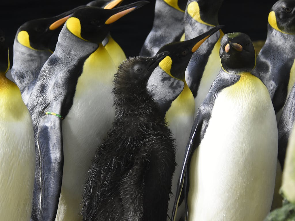 Dive into the world of the king penguin at Rotterdam Zoo!