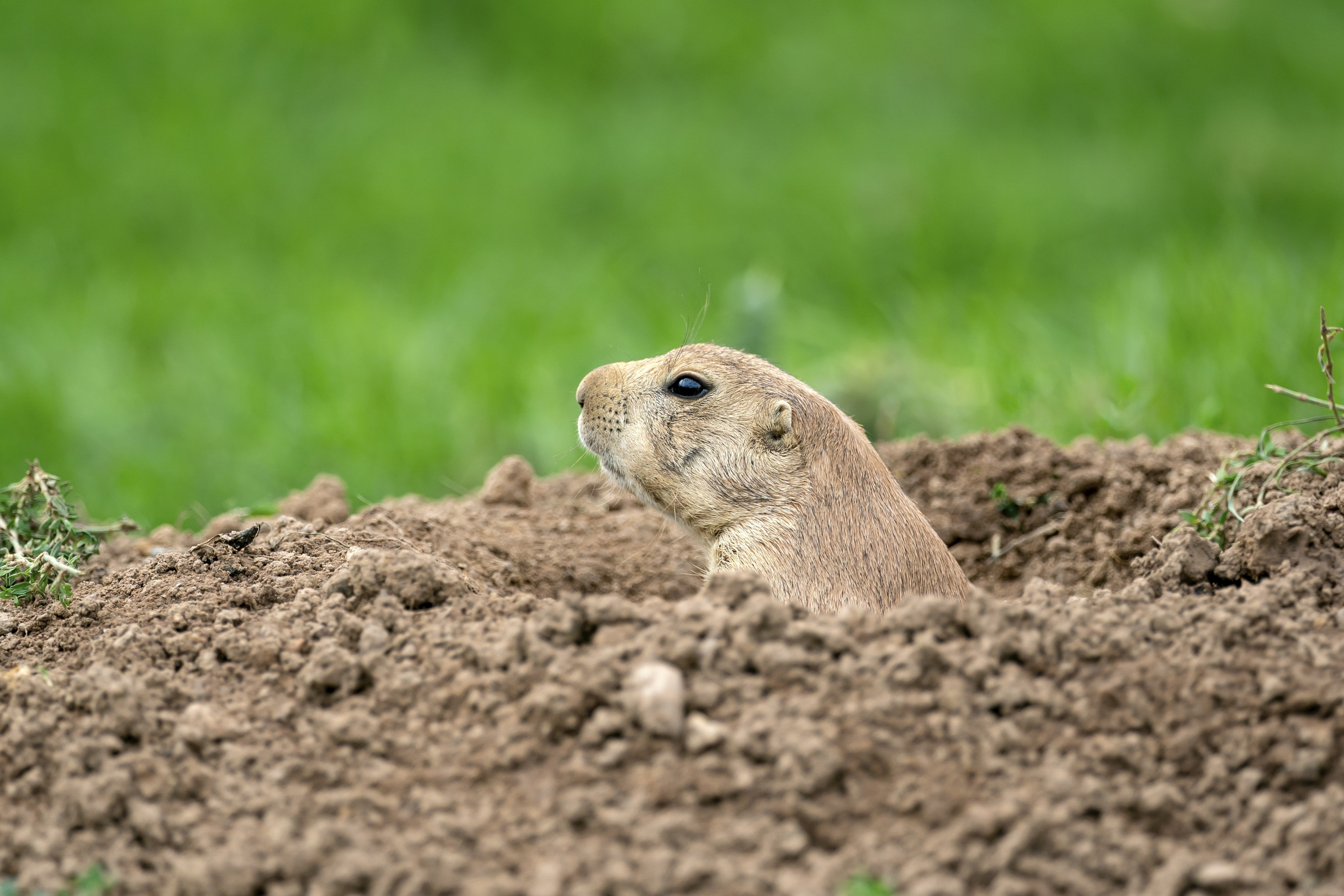 Dig along the black-tailed prairie dogs at Rotterdam Zoo!