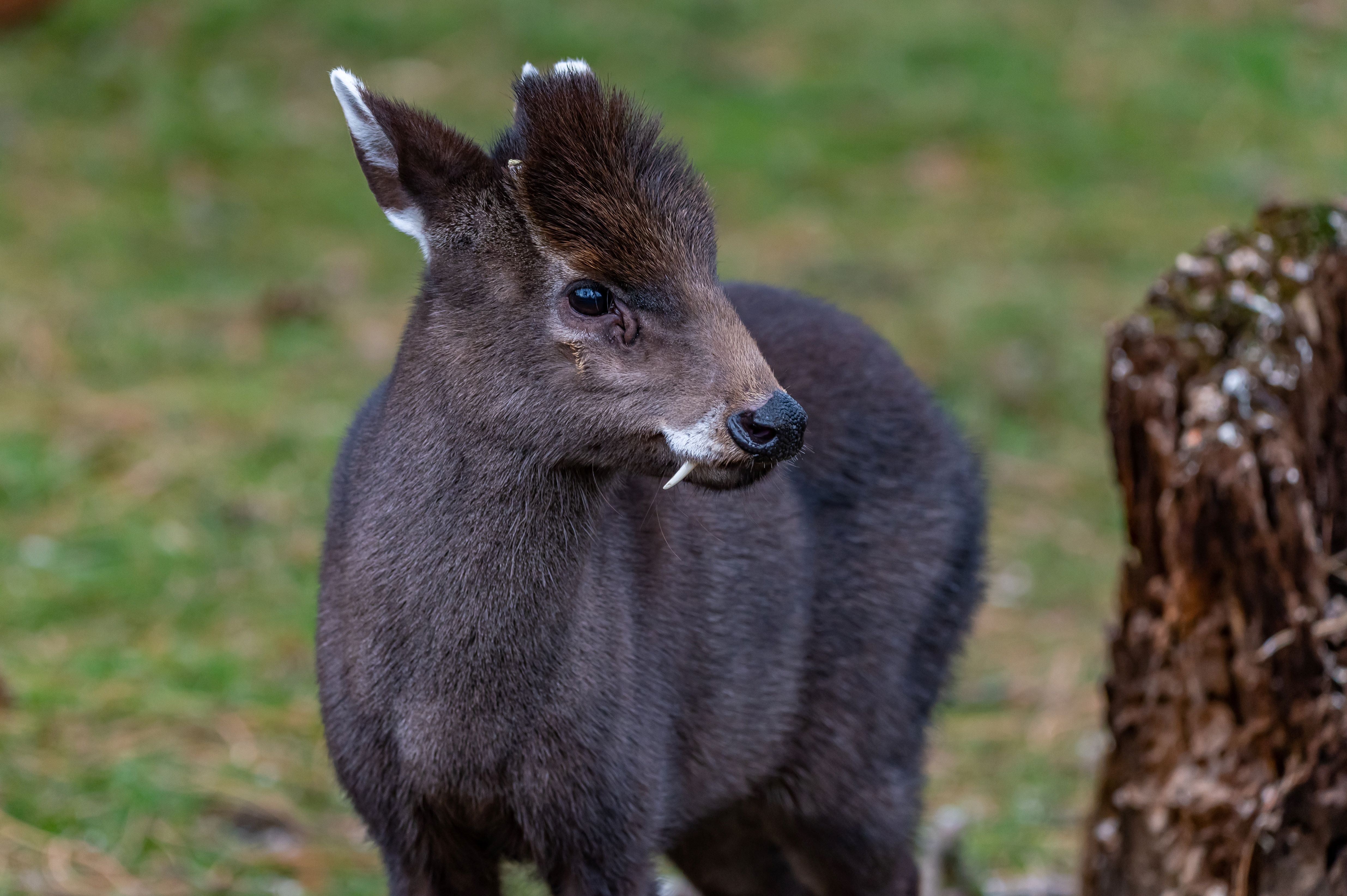 Tufted deer Rotterdam Zoo