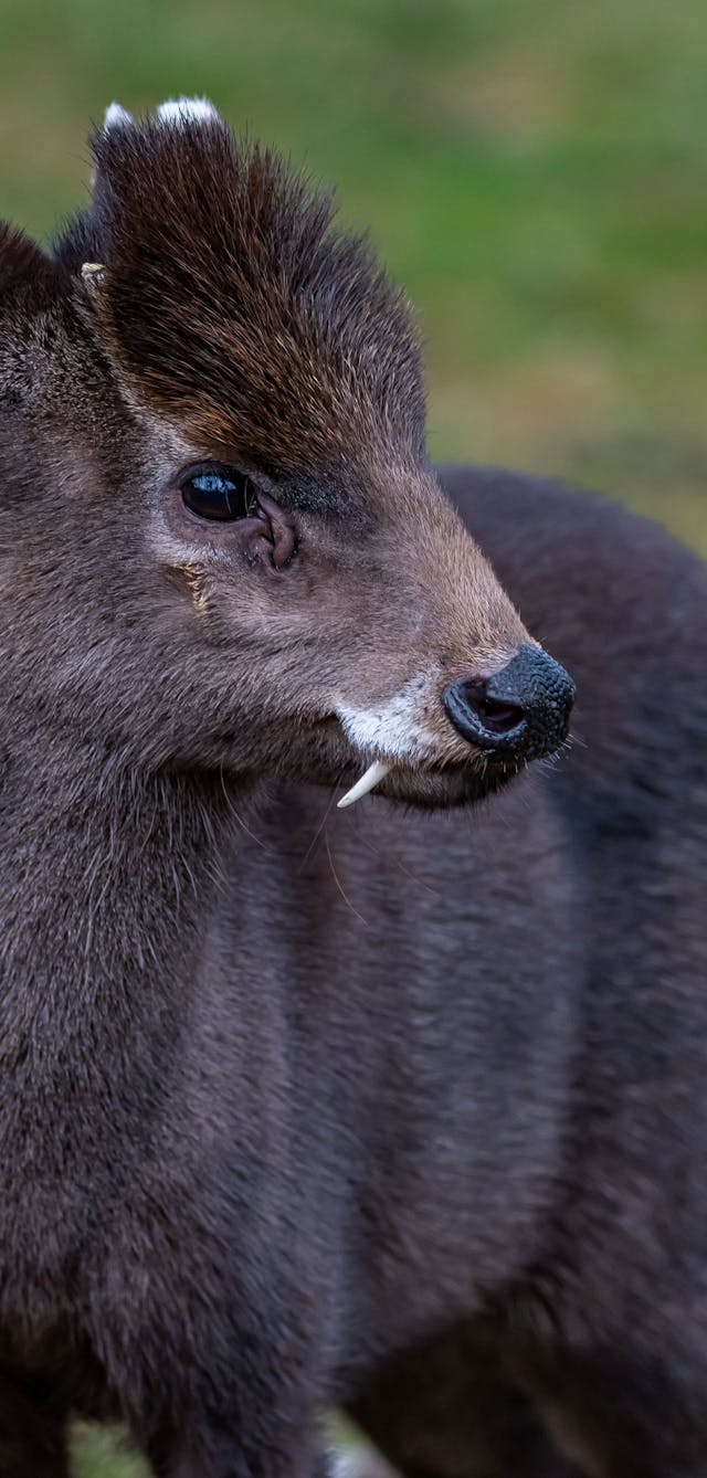 Kuifhert | Diergaarde Blijdorp