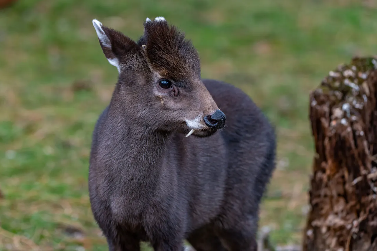 Tufted deer | Rotterdam Zoo