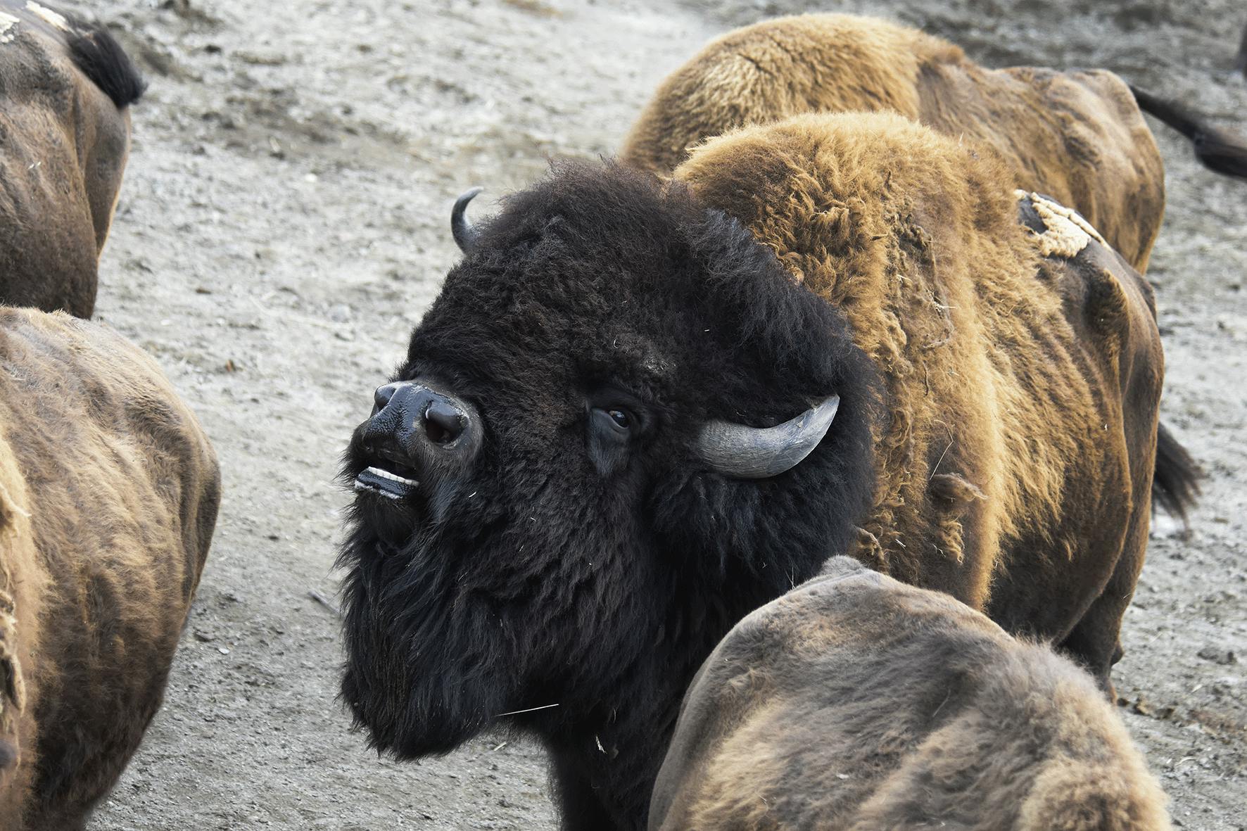 Amerikaanse Bizon | Diergaarde Blijdorp