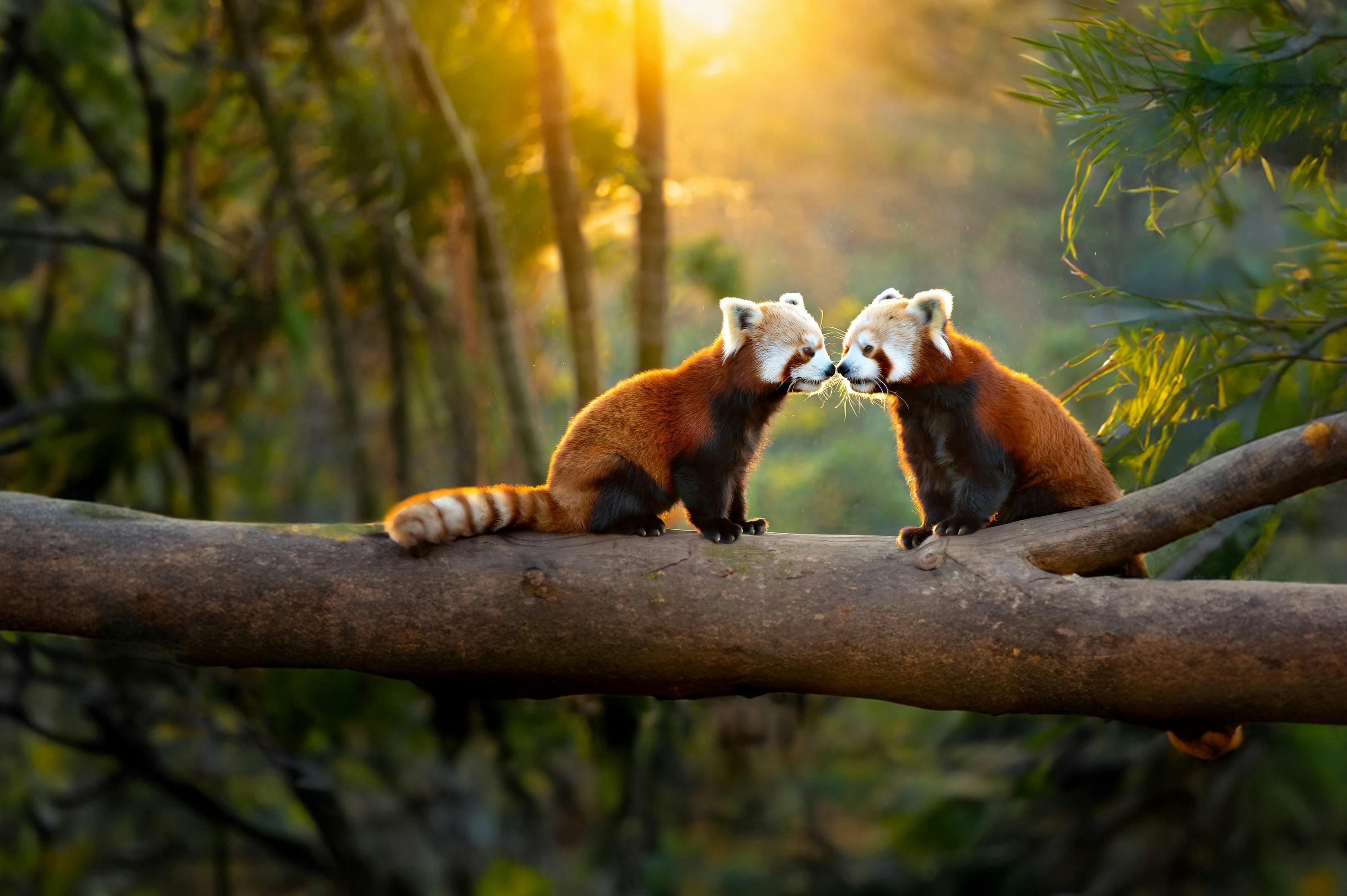 Red Panda @ Blijdorp - Themeparkplanner