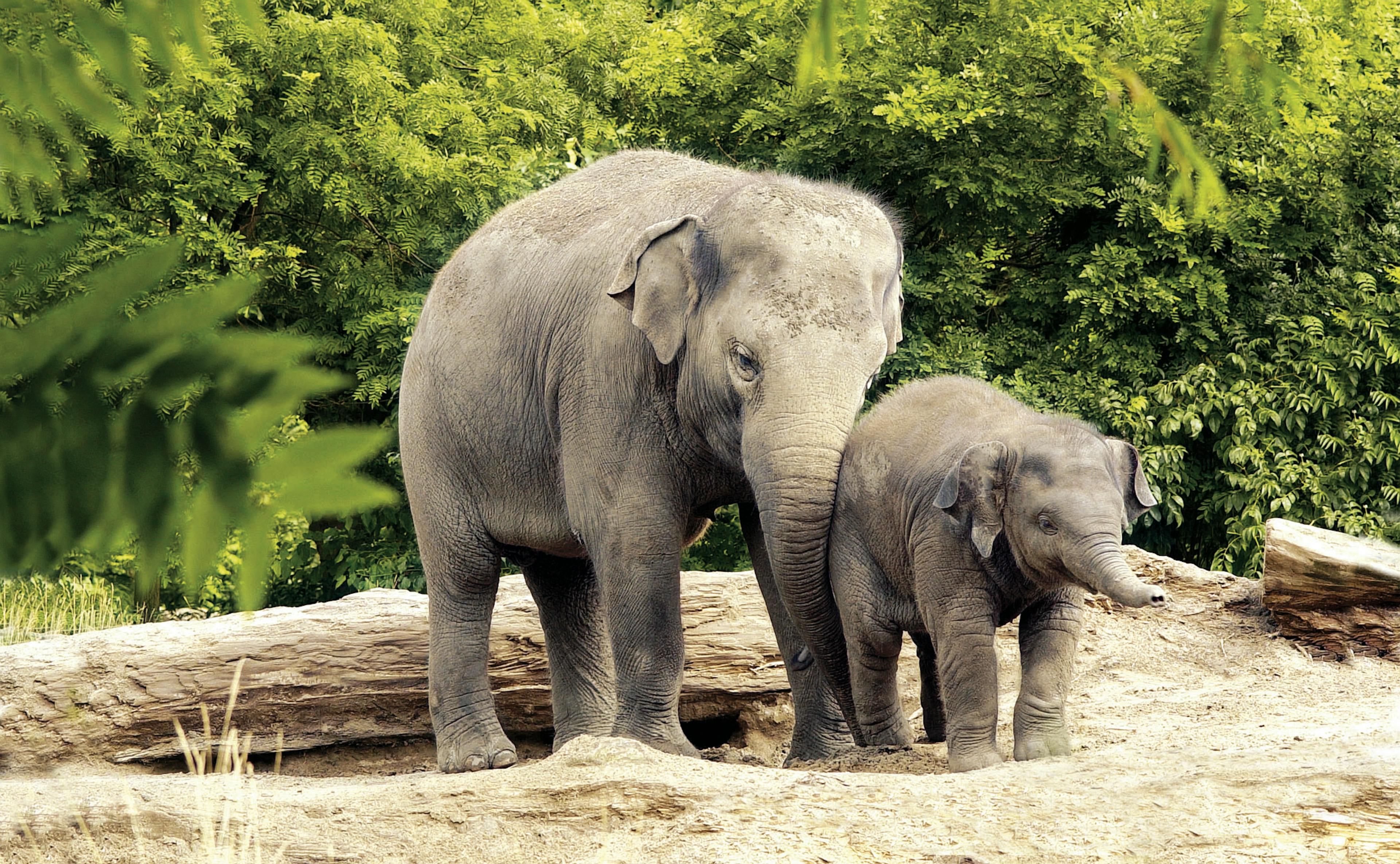 Ontmoet de Rotterdamse Aziatische olifanten in Blijdorp!