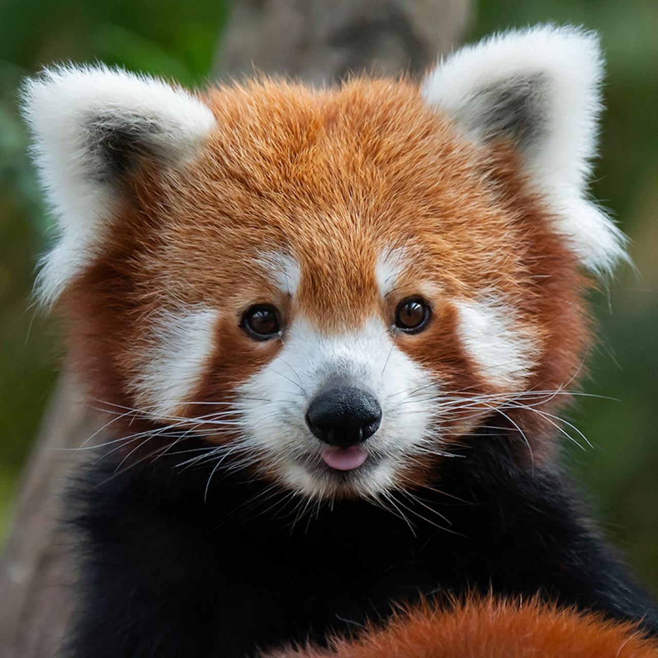 Discover the red pandas at Rotterdam Zoo!