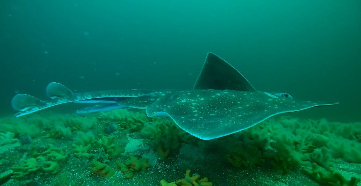 Vleet | Diergaarde Blijdorp