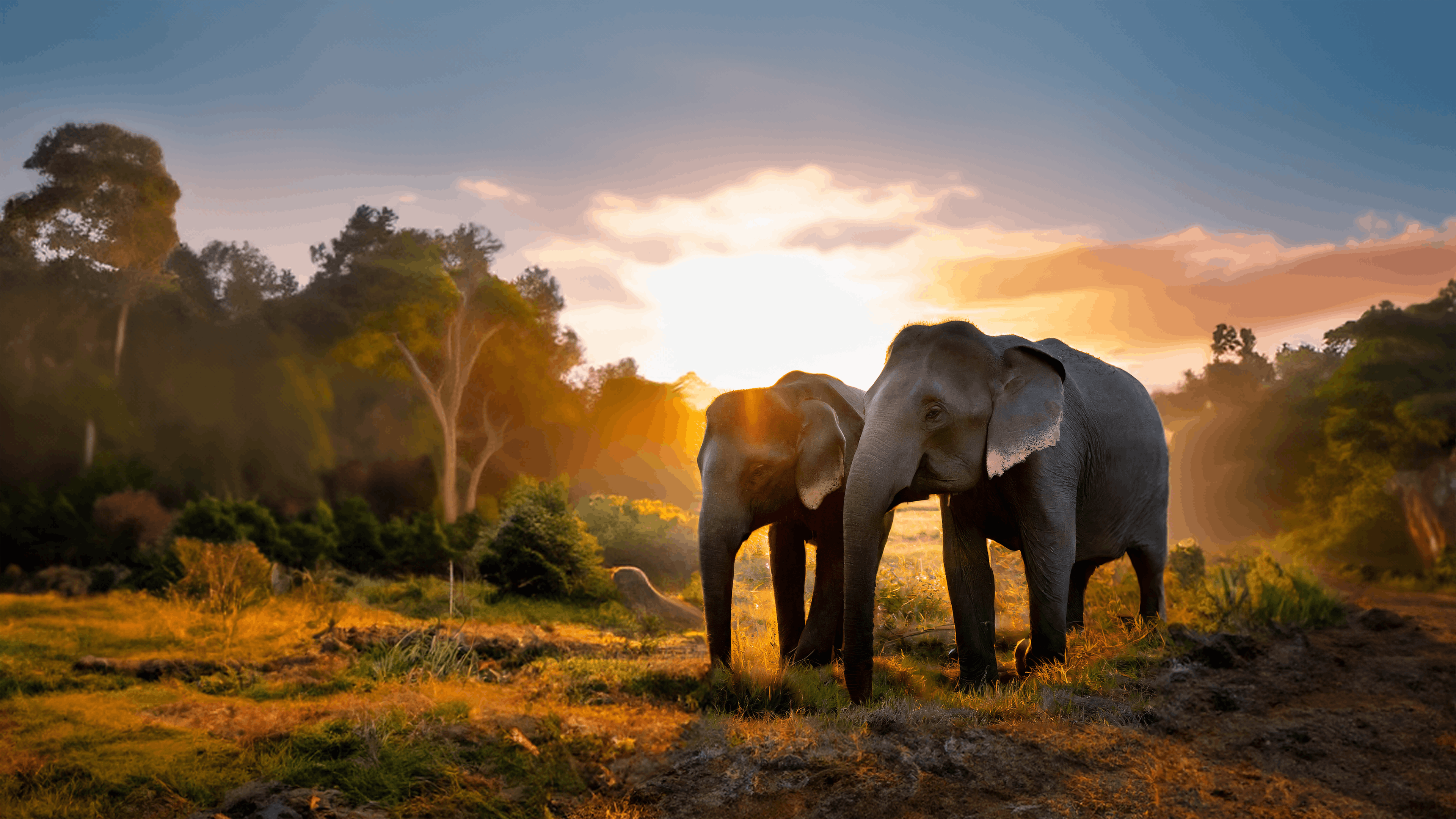Ontmoet de Rotterdamse Aziatische olifanten in Blijdorp!