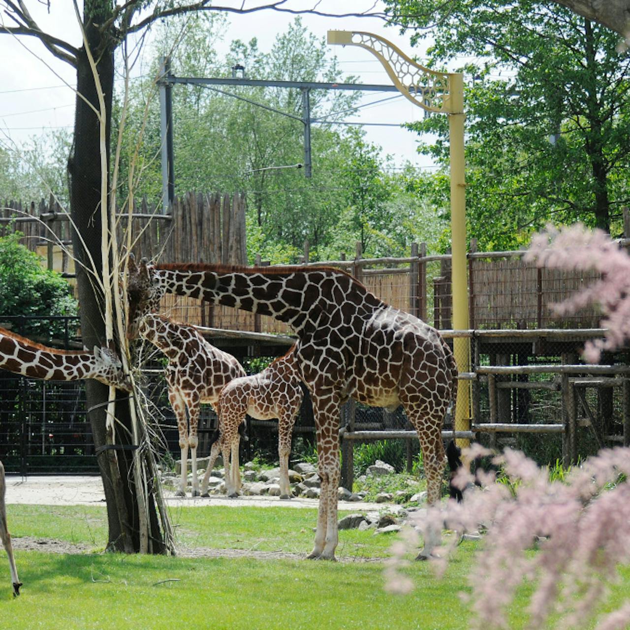 Reticulated Giraffes | Rotterdam Zoo