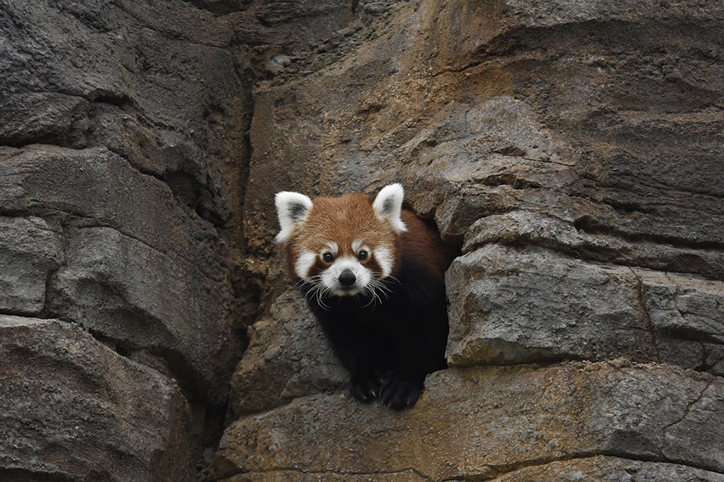 Discover the red pandas at Rotterdam Zoo!