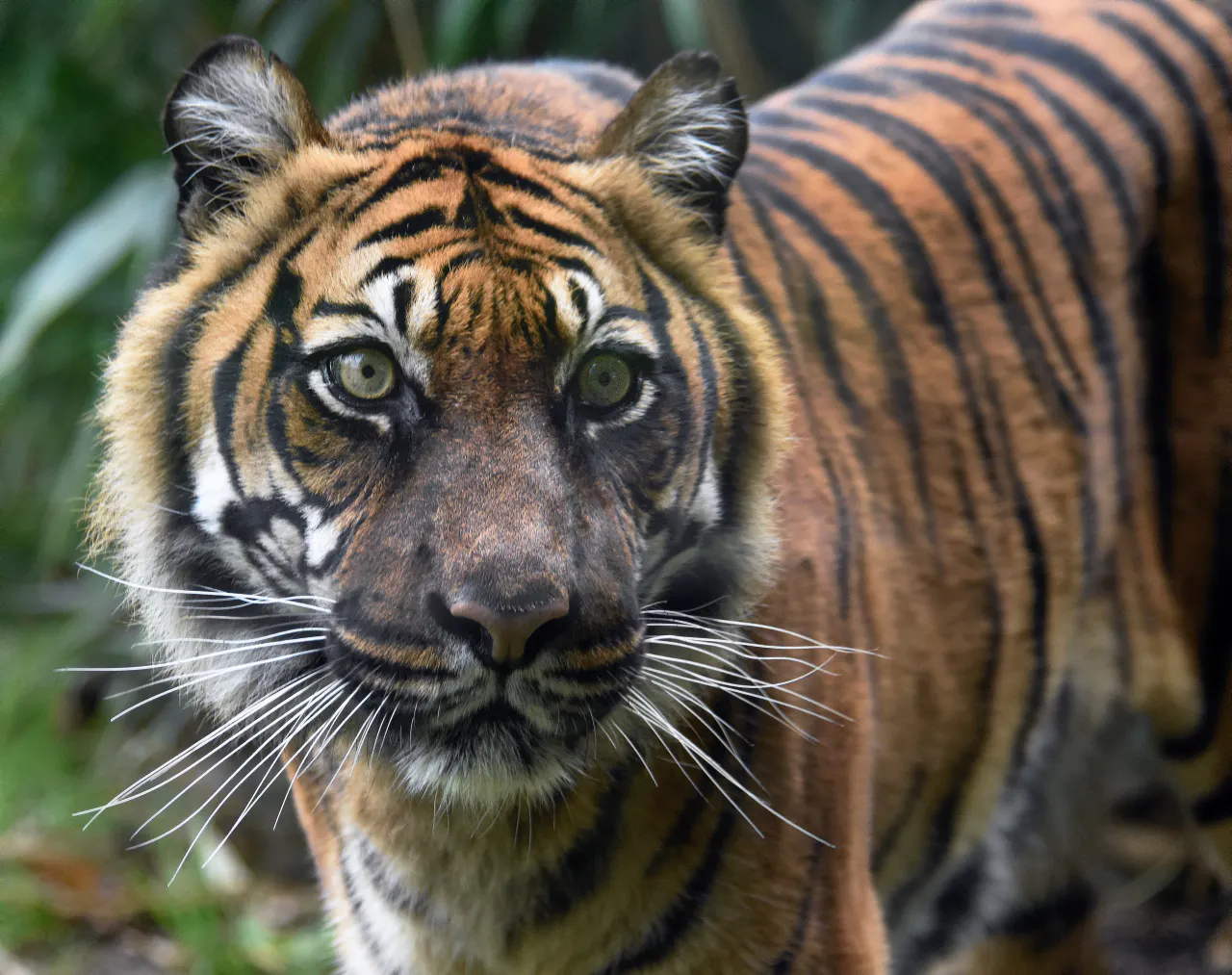 Sumatraanse Tijger Blijdorp Img0398 Safi Kok Flickr