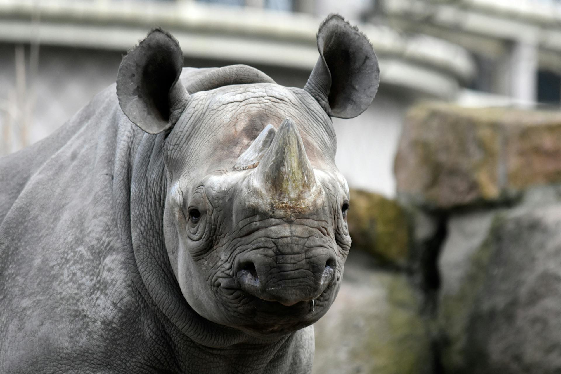 De partners van Diergaarde Blijdorp