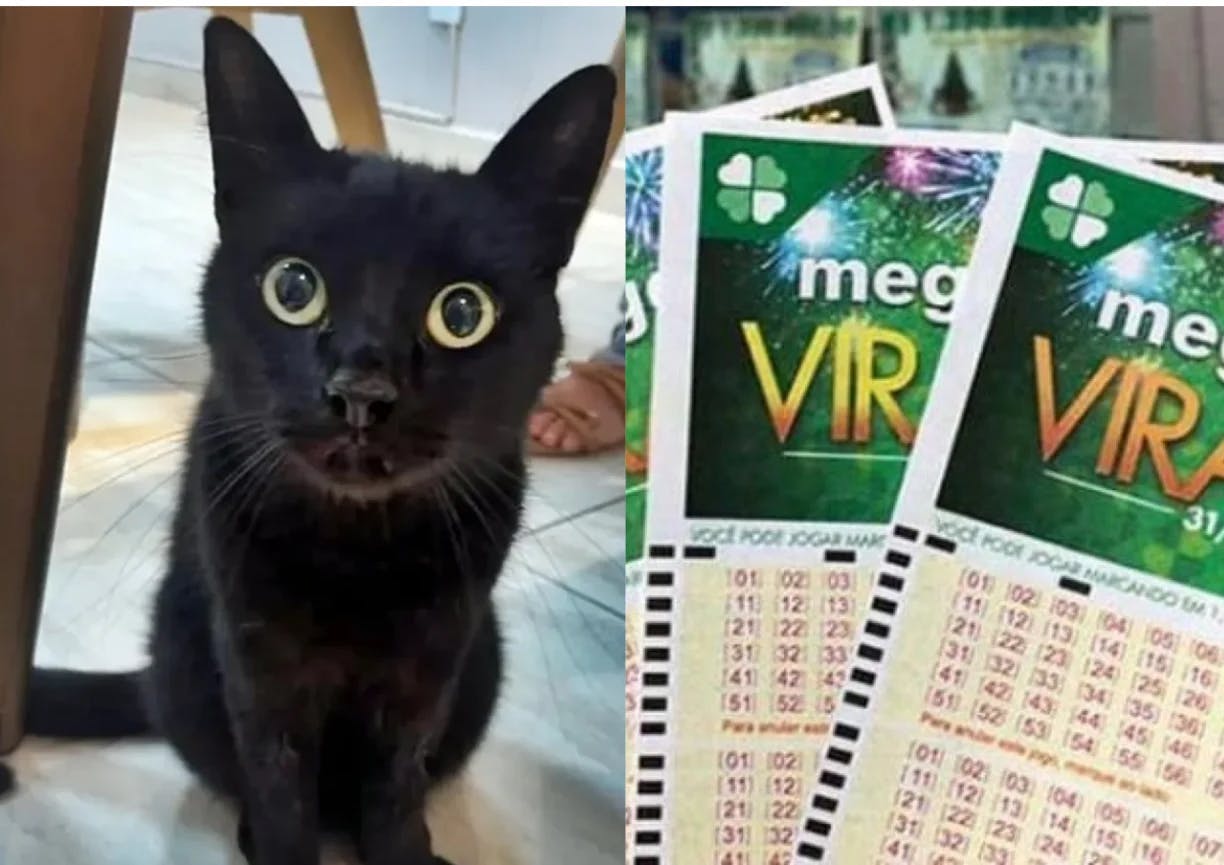 Mega da Virada 2024: Psychic Cat Milu Reveals Lucky Numbers for the ...