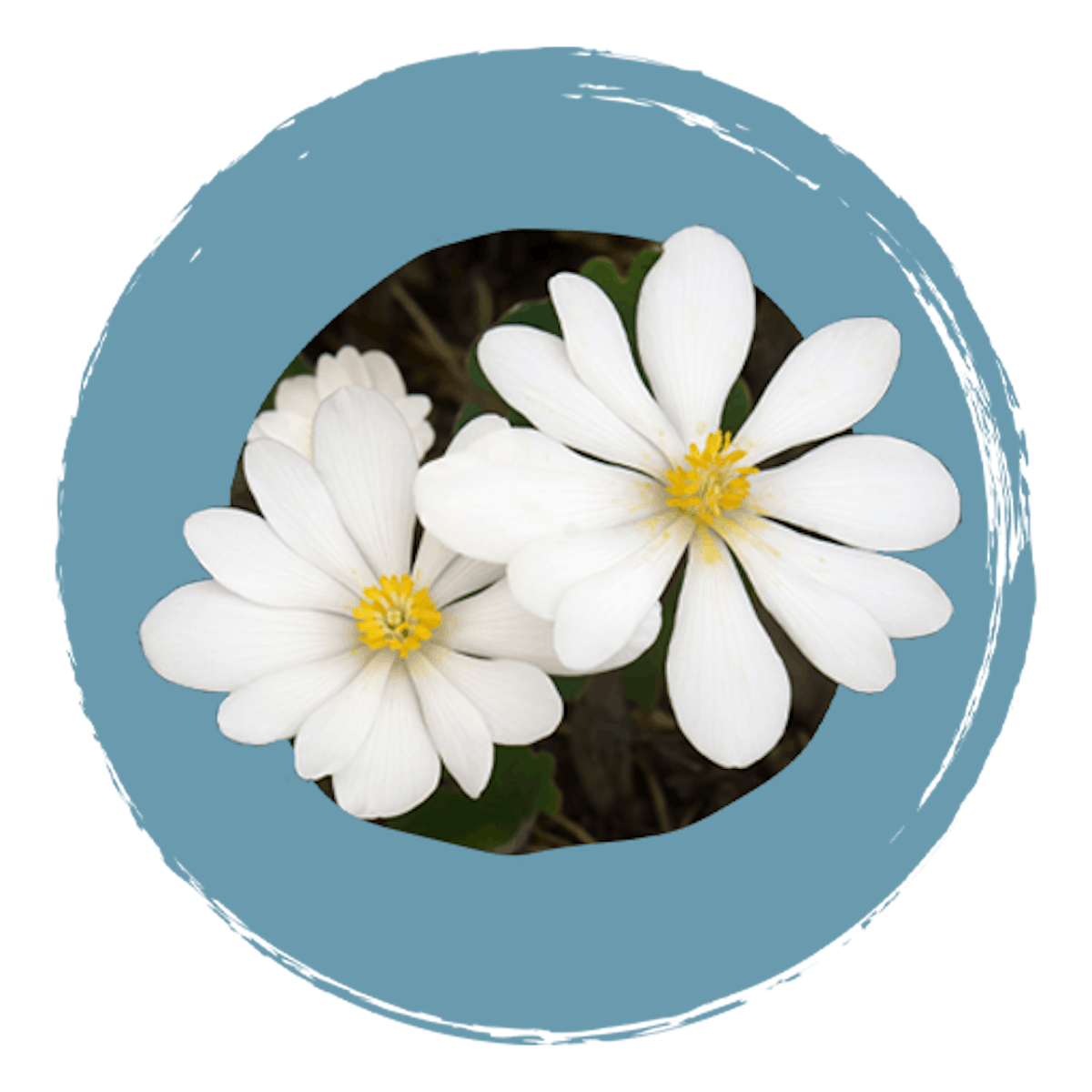 Actheane | Ménopause | Boiron : N°1 de l’Homéopathie