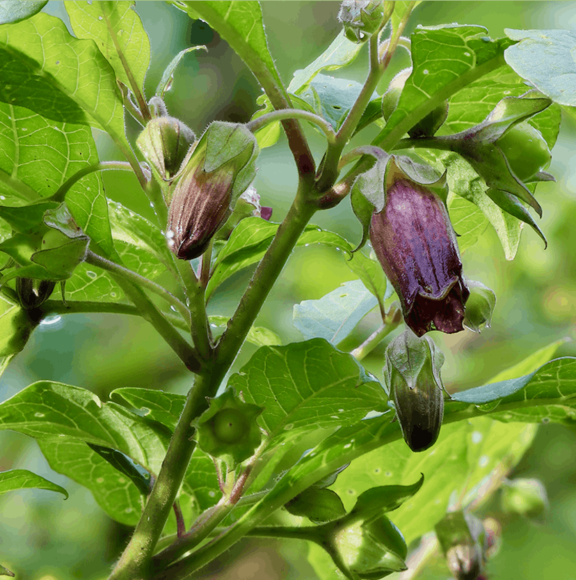 Belladonna - roślina lecznicza o szerokim działaniu