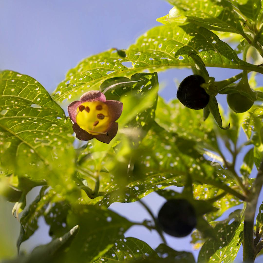 La Belladone, Belladonna homéopathie - Laboratoire Boiron, médecine ...