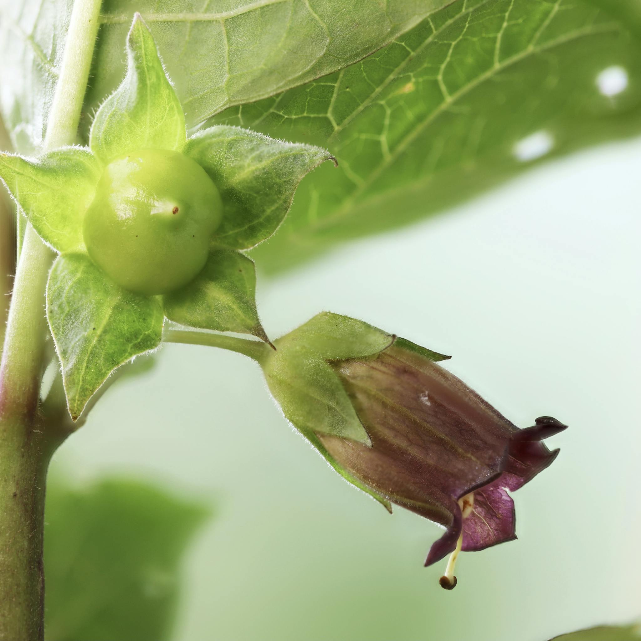 La Belladone, Belladonna homéopathie - Laboratoire Boiron, médecine ...