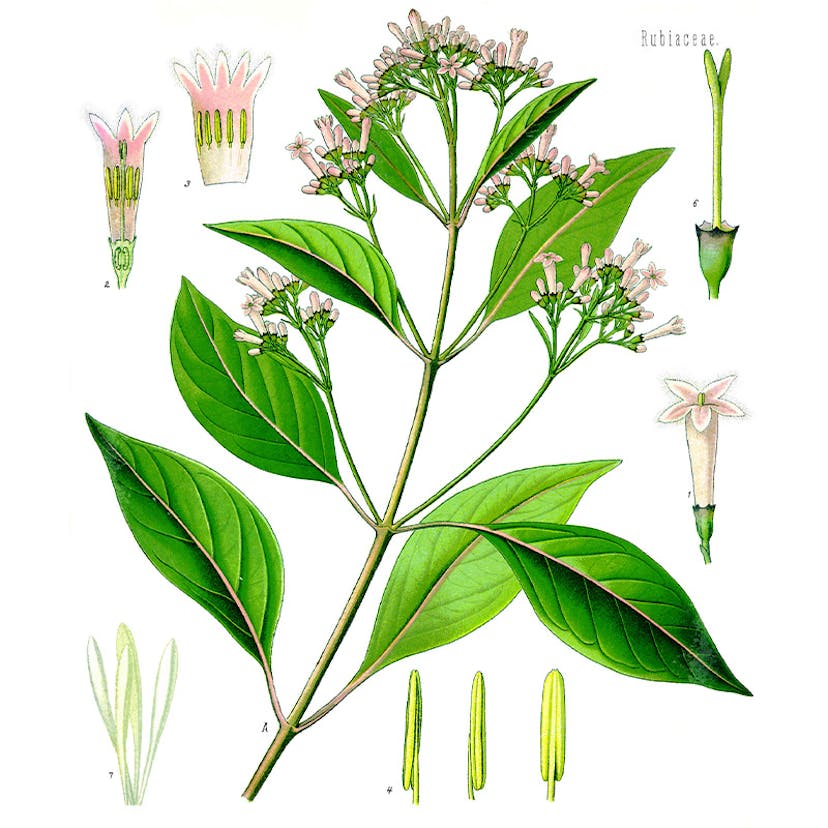 Le Quinquina Rouge : Bienfaits et vertus du Quinquina Rouge | Boiron