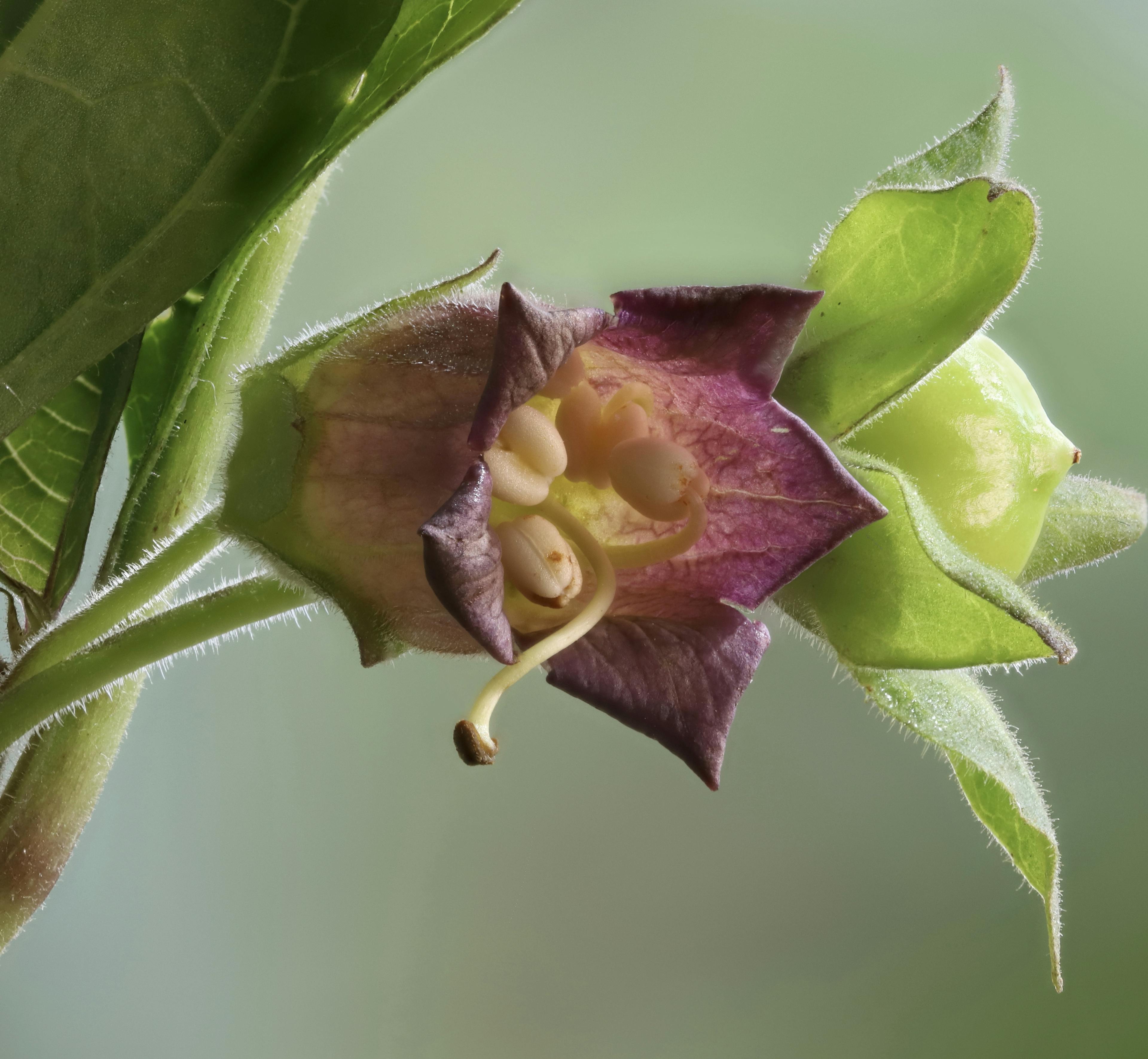 La Belladone | Boiron