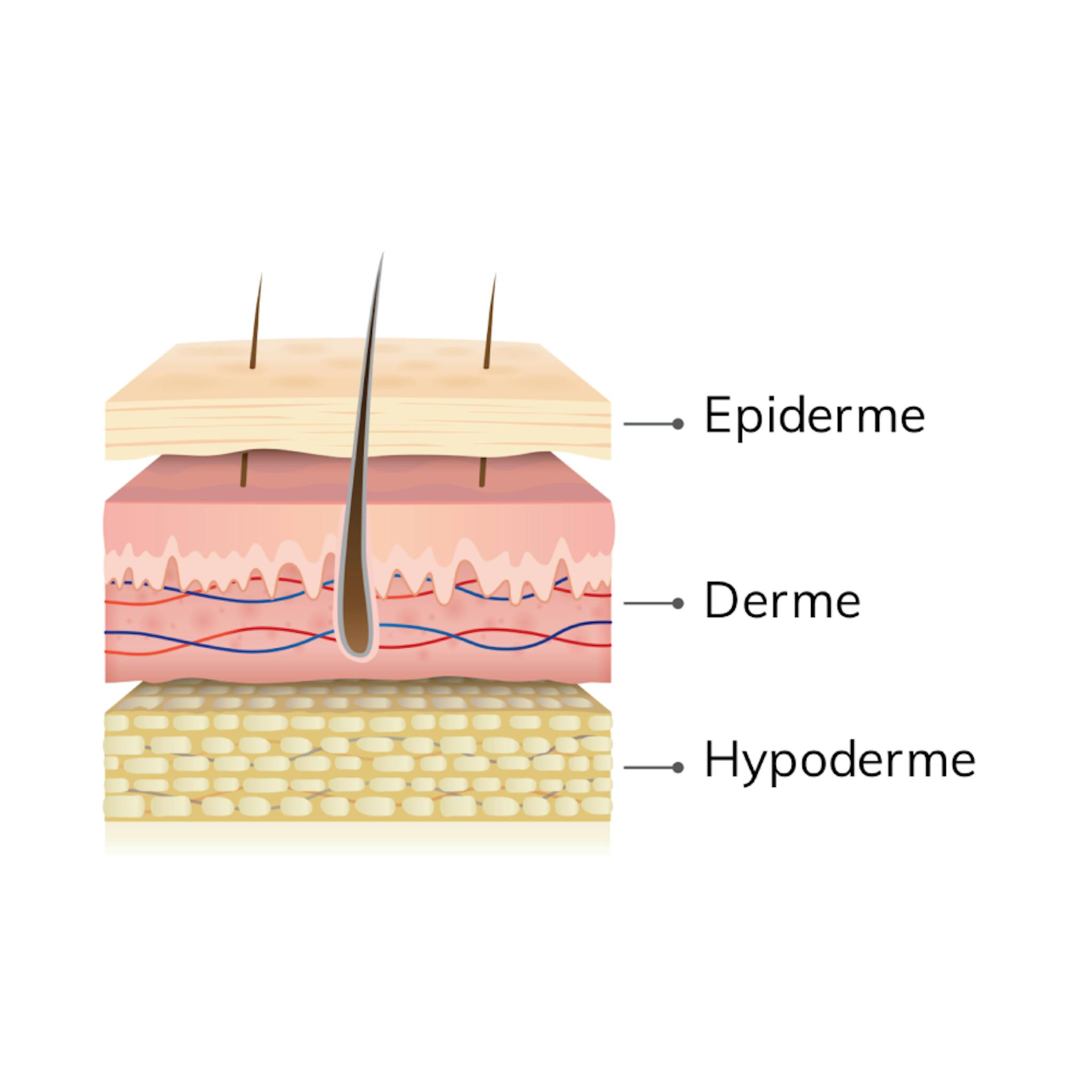 La peau, un organe protecteur fragile | Boiron