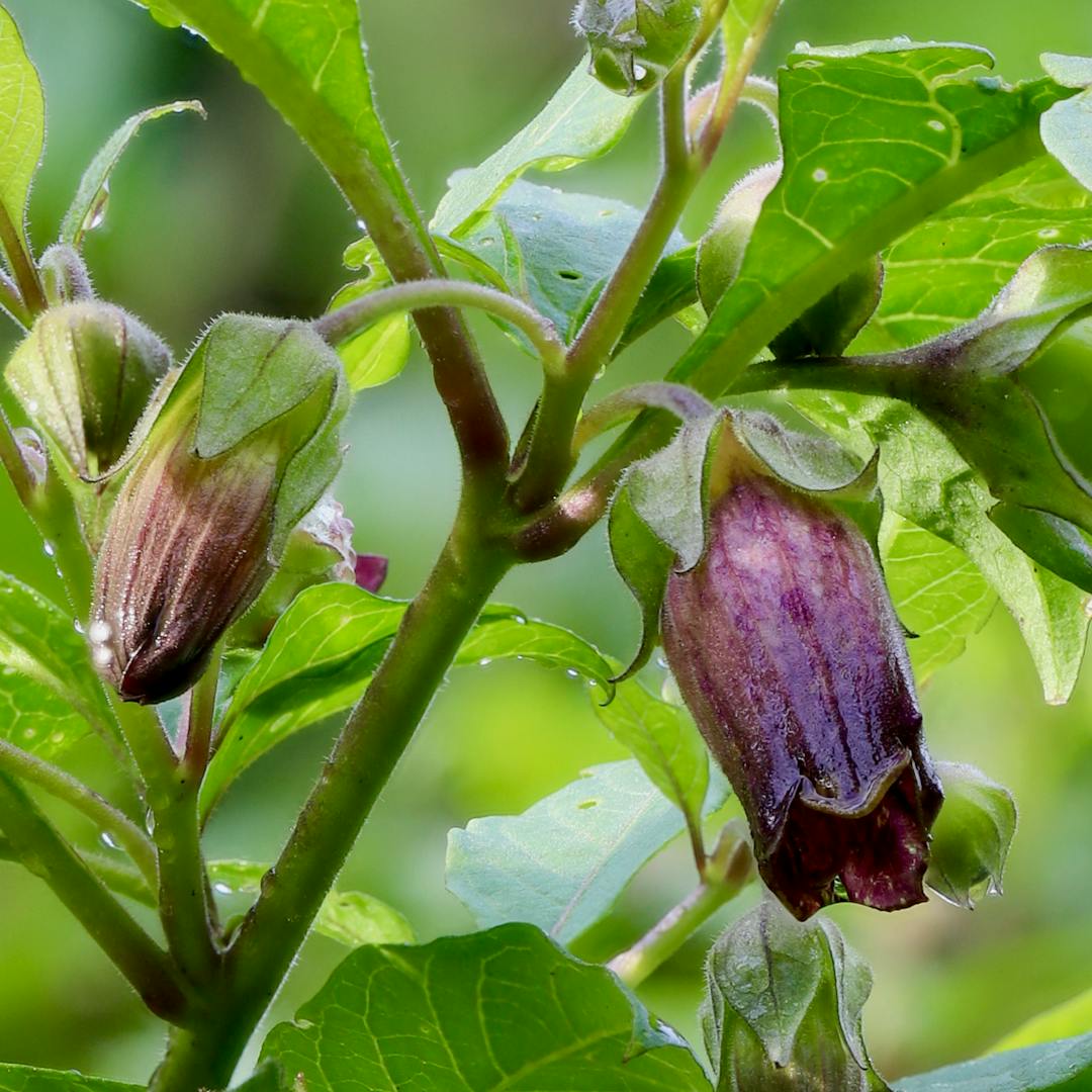 La Belladone, Belladonna homéopathie - Laboratoire Boiron, médecine ...