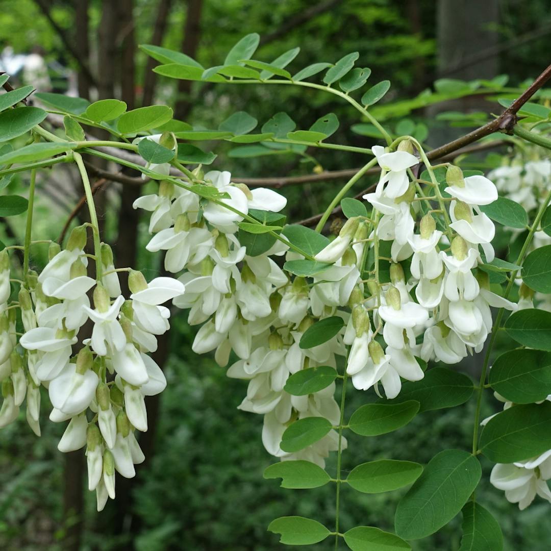 Le Robinier | Boiron