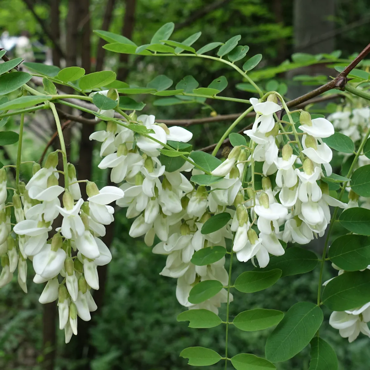 Robinia