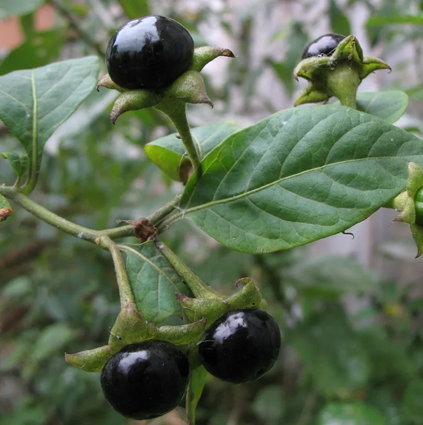 Belladonna: herkomst en voorzorgsmaatregelen | Boiron