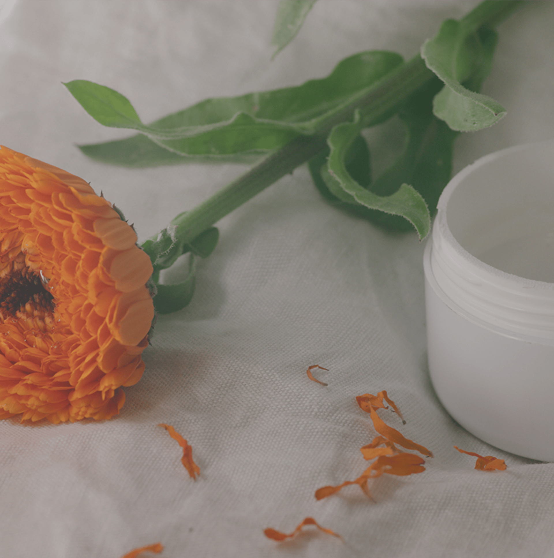 Le Calendula | Boiron