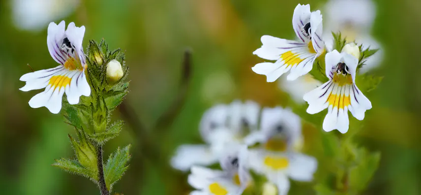 Euphrasia officinalis : propriétés, usages et portrait de la plante ...